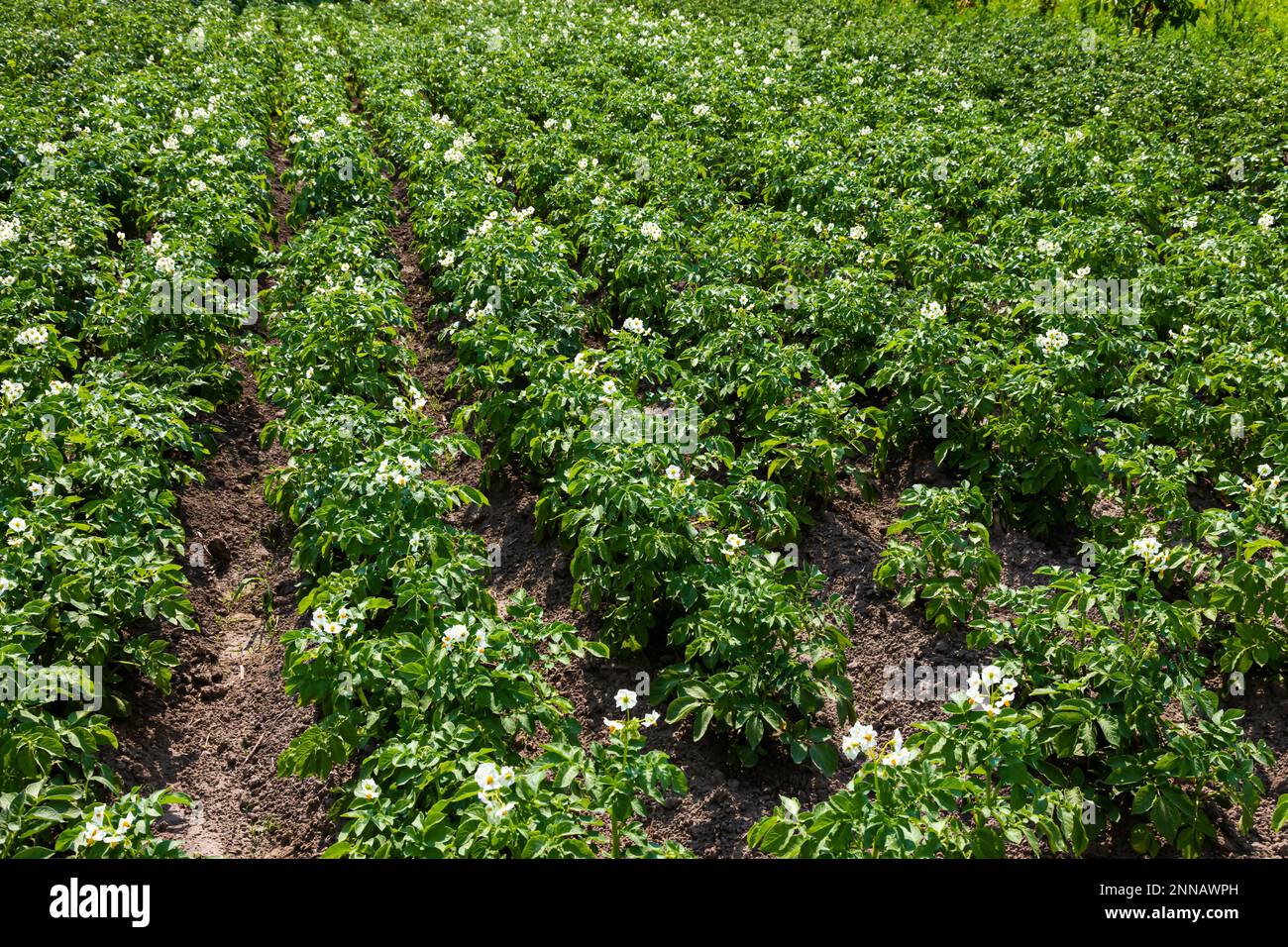 Flowering of growing potatoes. Large white potato flower with fresh ...