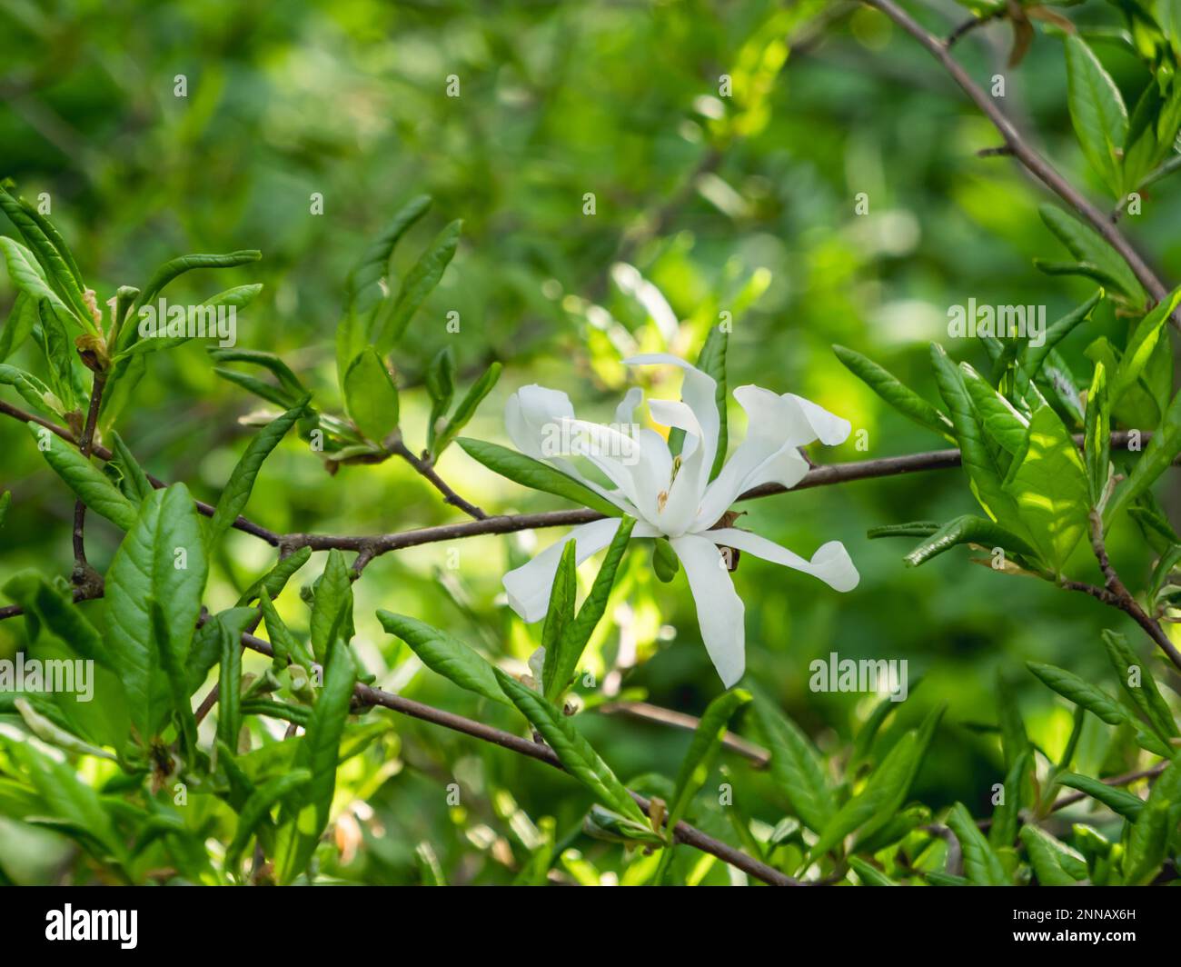 White flower of Magnolia stellata, sometimes called the star magnolia ...