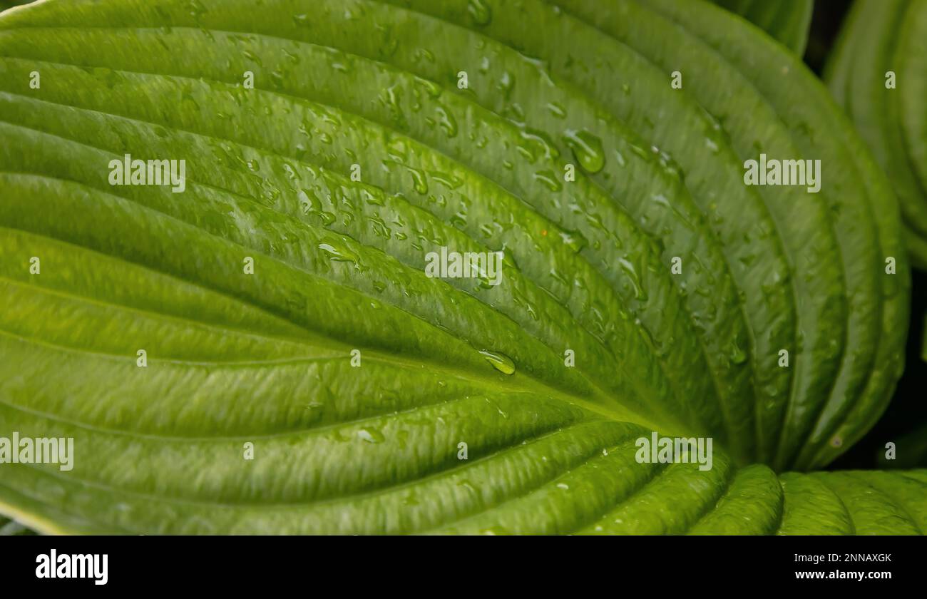 Nature green leaves with raindrop background texture Stock Photo - Alamy