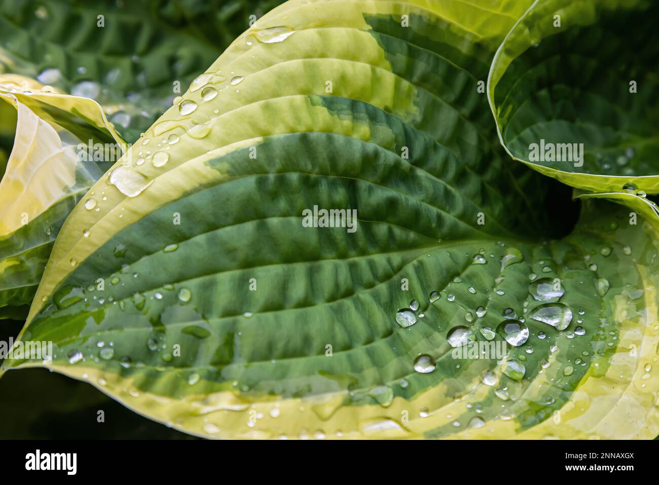 Nature green leaves with raindrop background texture Stock Photo - Alamy