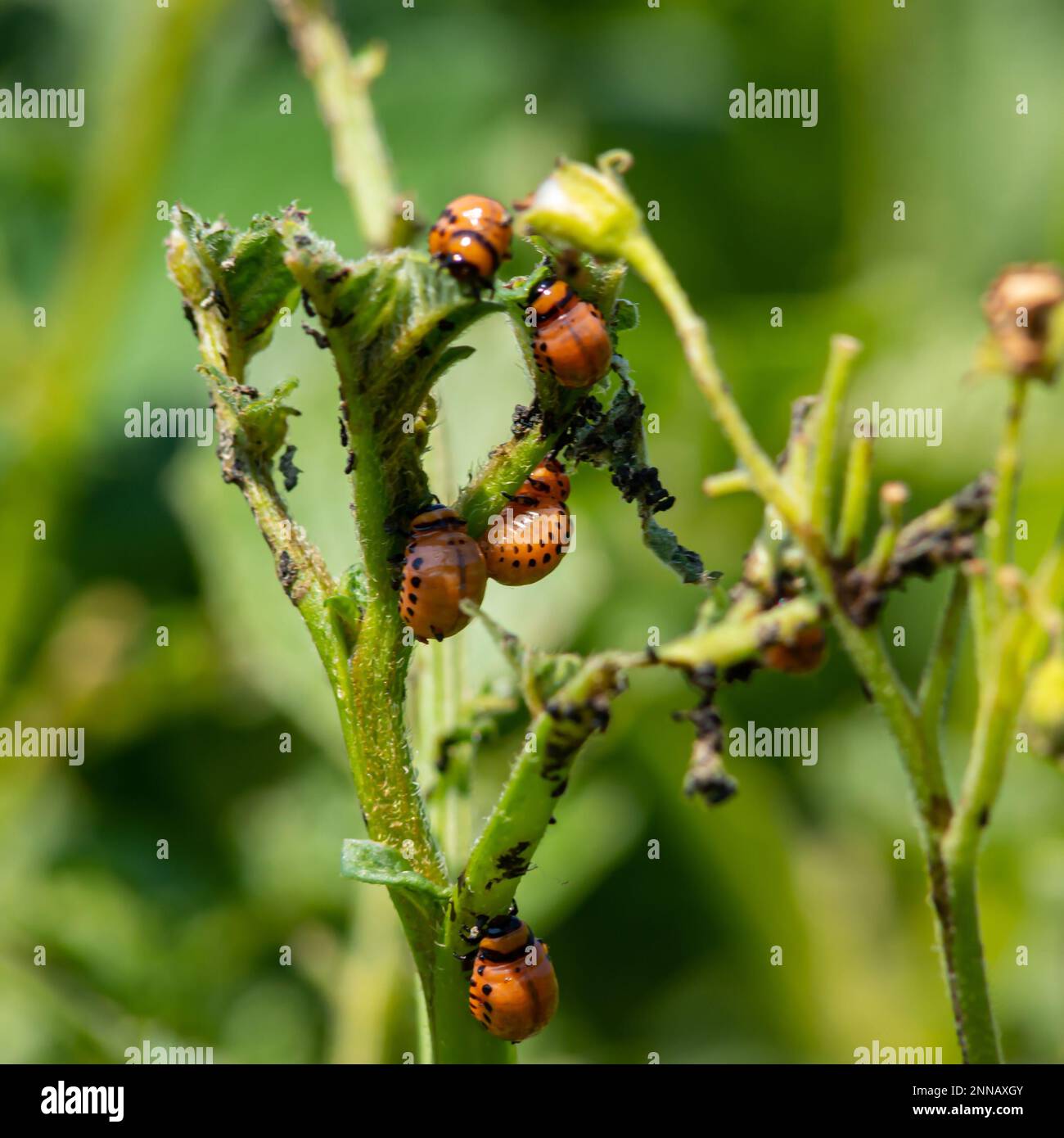 Colorado potato beetle and red larva crawling and eating potato leaves ...