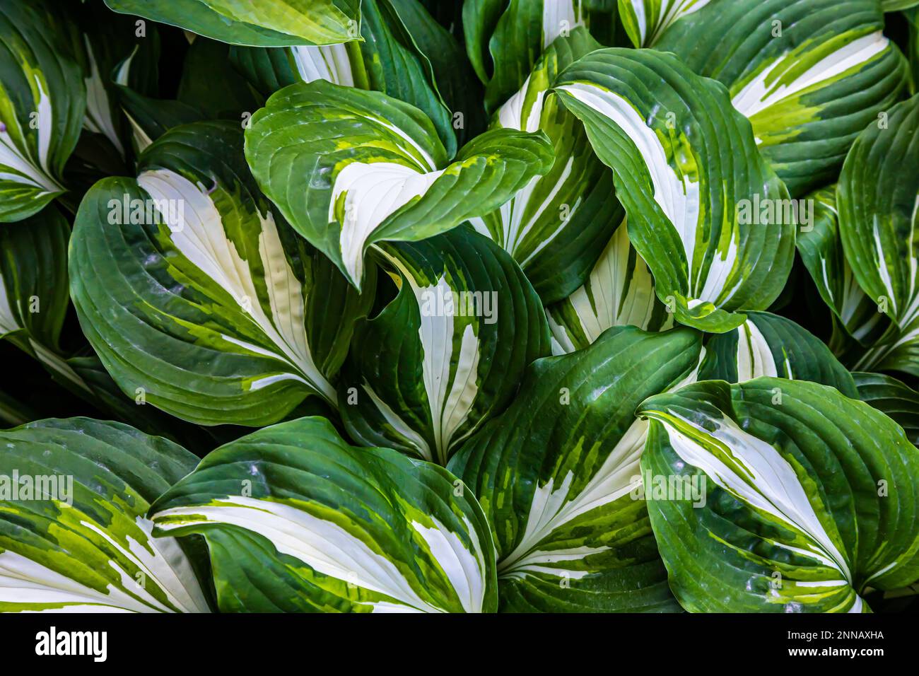 Bright texture hi-res stock photography and images - Alamy