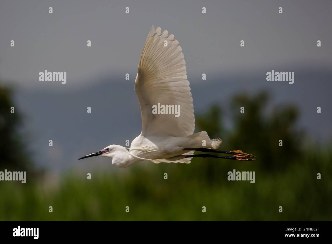 Birds of Italy living in freedom Stock Photo - Alamy