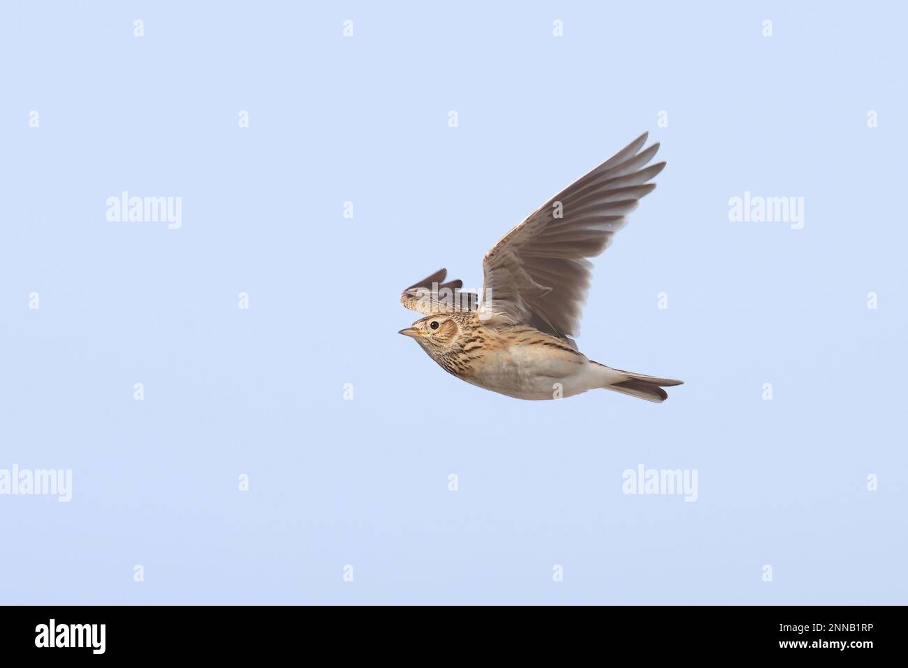 Lark flies hi-res stock photography and images - Alamy