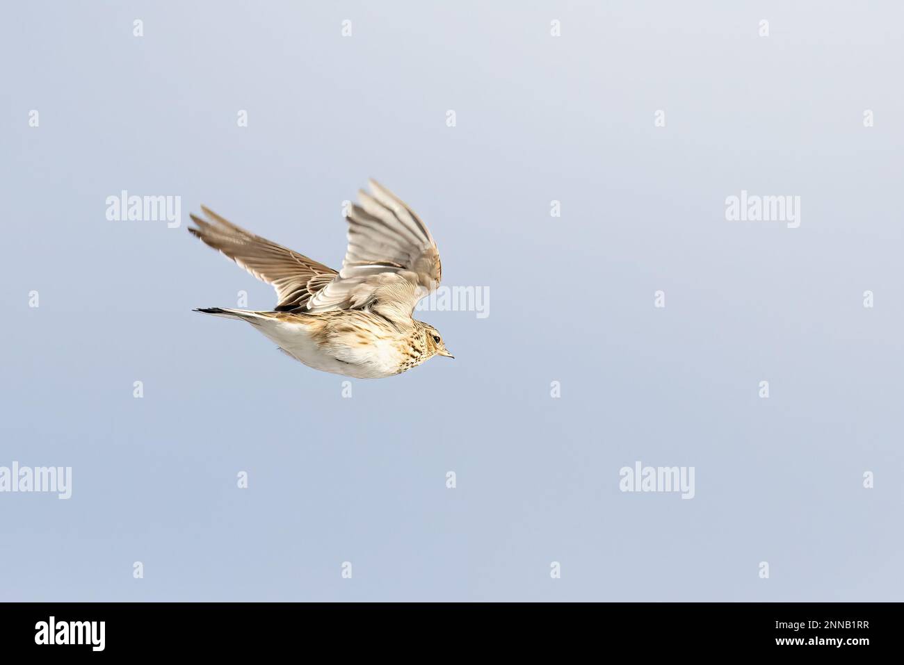 Lark flies hi-res stock photography and images - Alamy