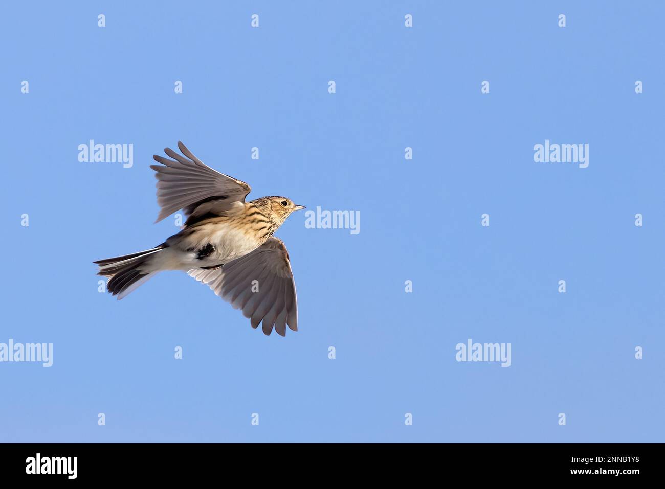 Lark flies hi-res stock photography and images - Alamy