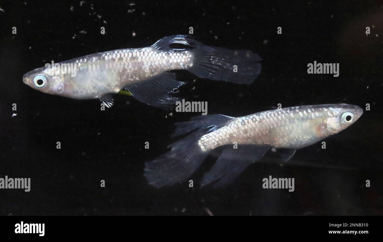 Japanese rice fish, known as medaka are observed in a water tank in ...