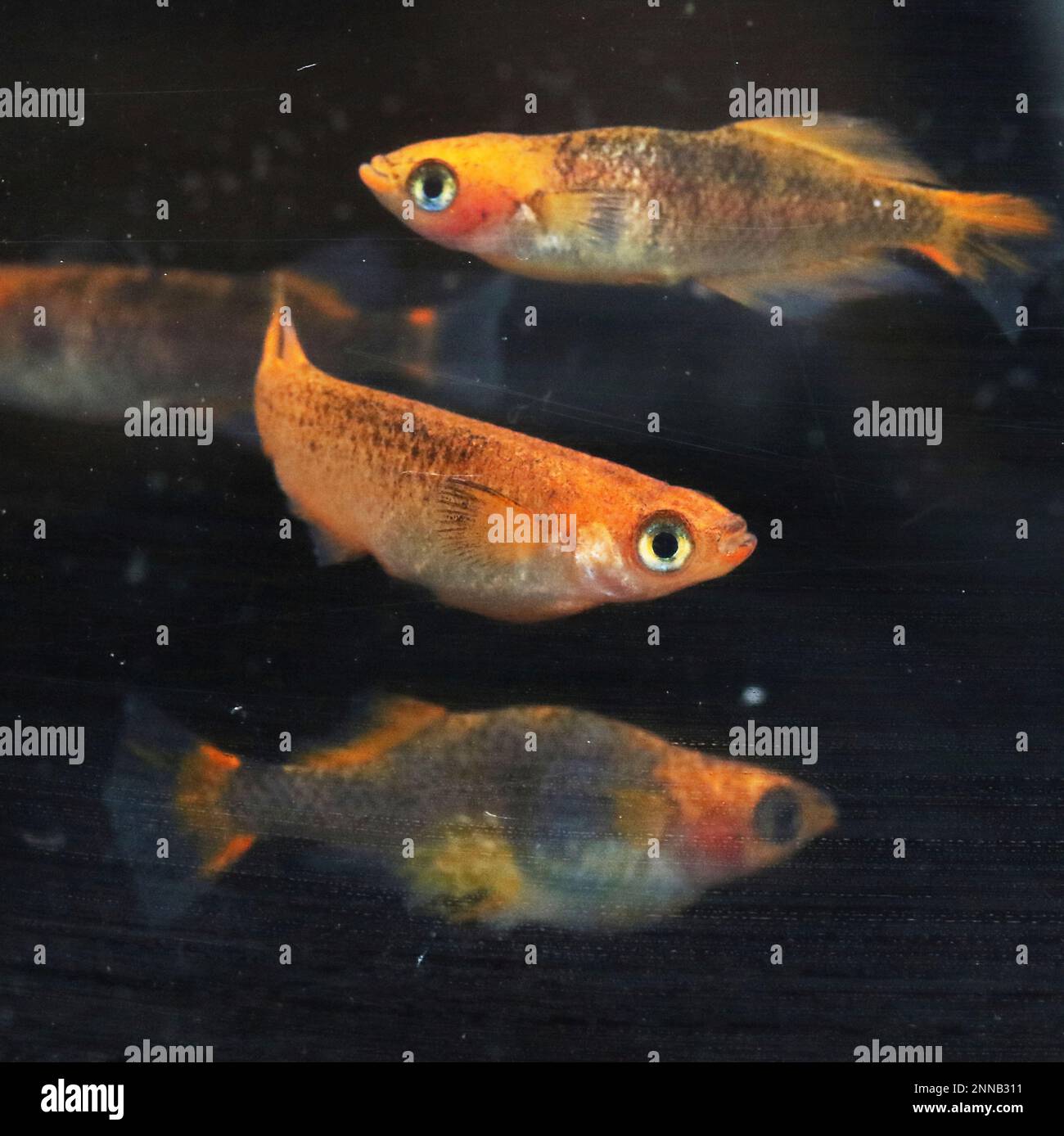 Japanese rice fish, known as medaka are observed in a water tank in ...