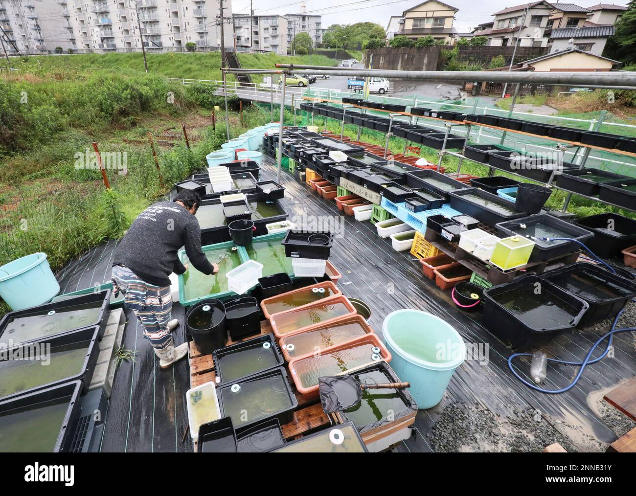 A fish wholesaler grows Japanese rice fish, known as medaka to culture ...
