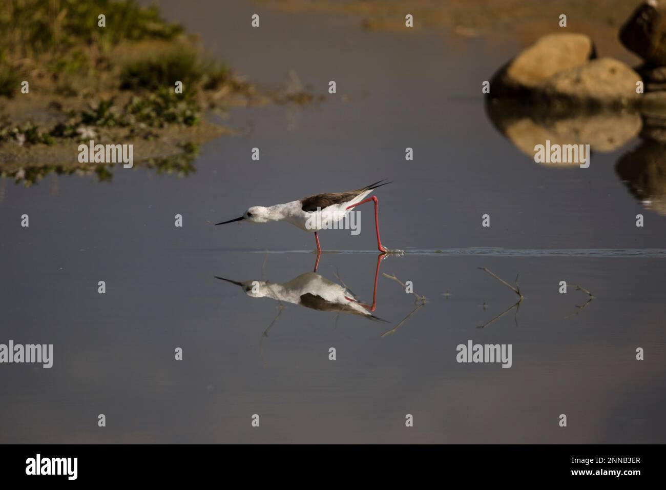 Birds of Italy living in freedom Stock Photo - Alamy