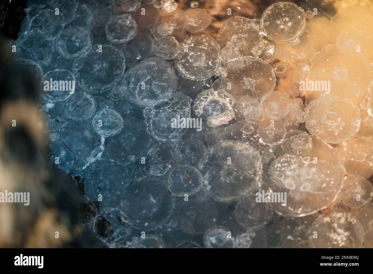 Moon jelly polyps hi-res stock photography and images - Alamy