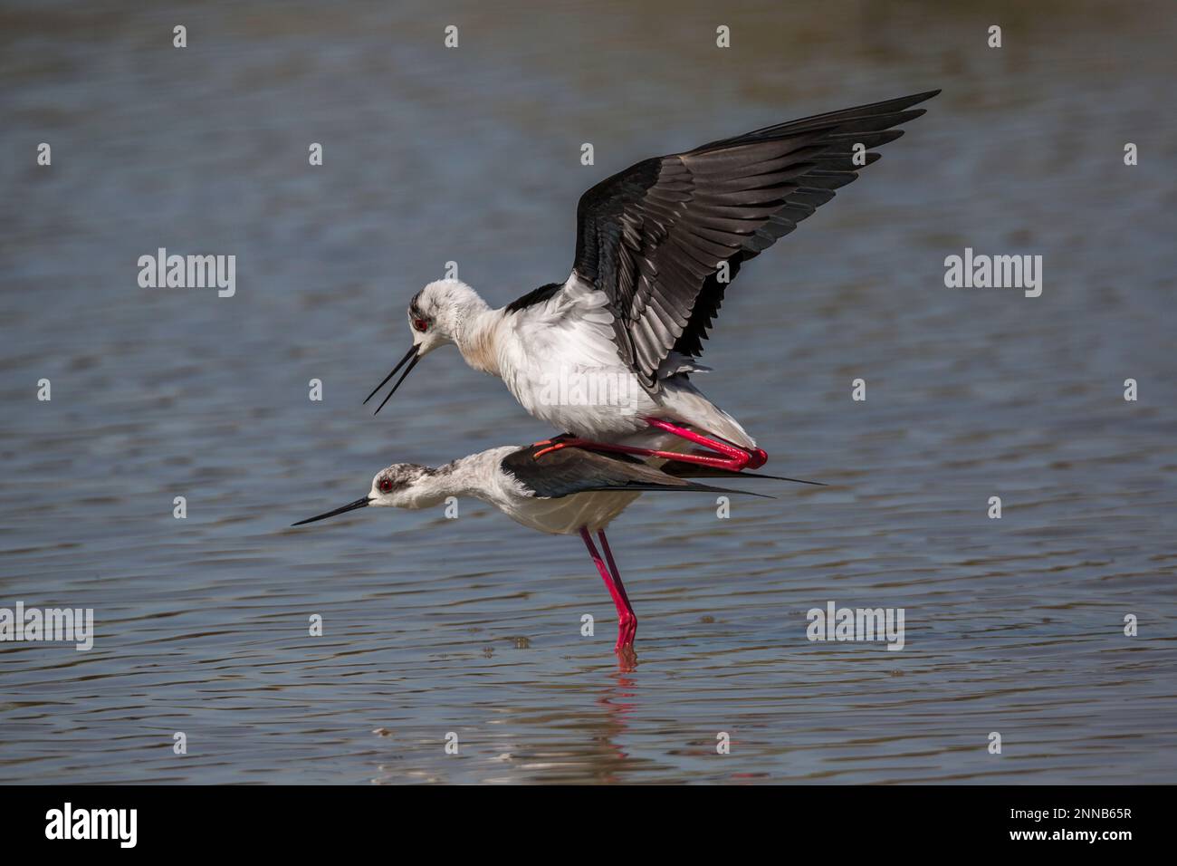Birds of Italy living in freedom Stock Photo - Alamy