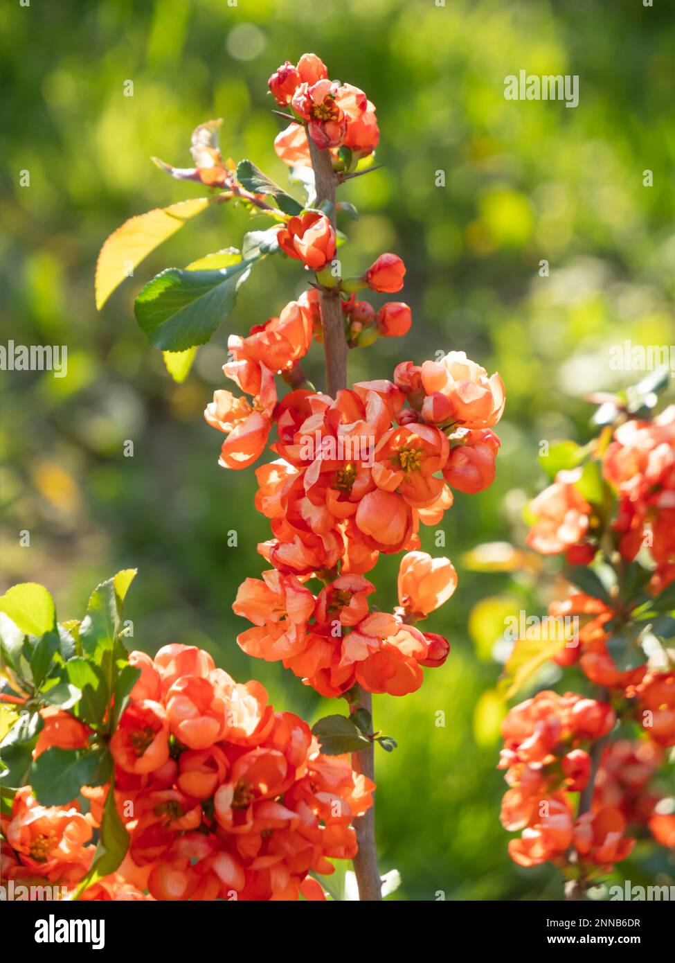 Maules quince hi-res stock photography and images - Alamy