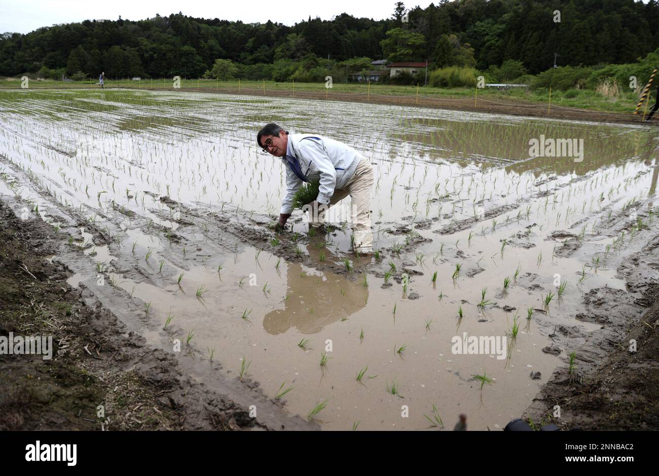 First rice planting since the nuclear disaster in FutabaRice planting ...