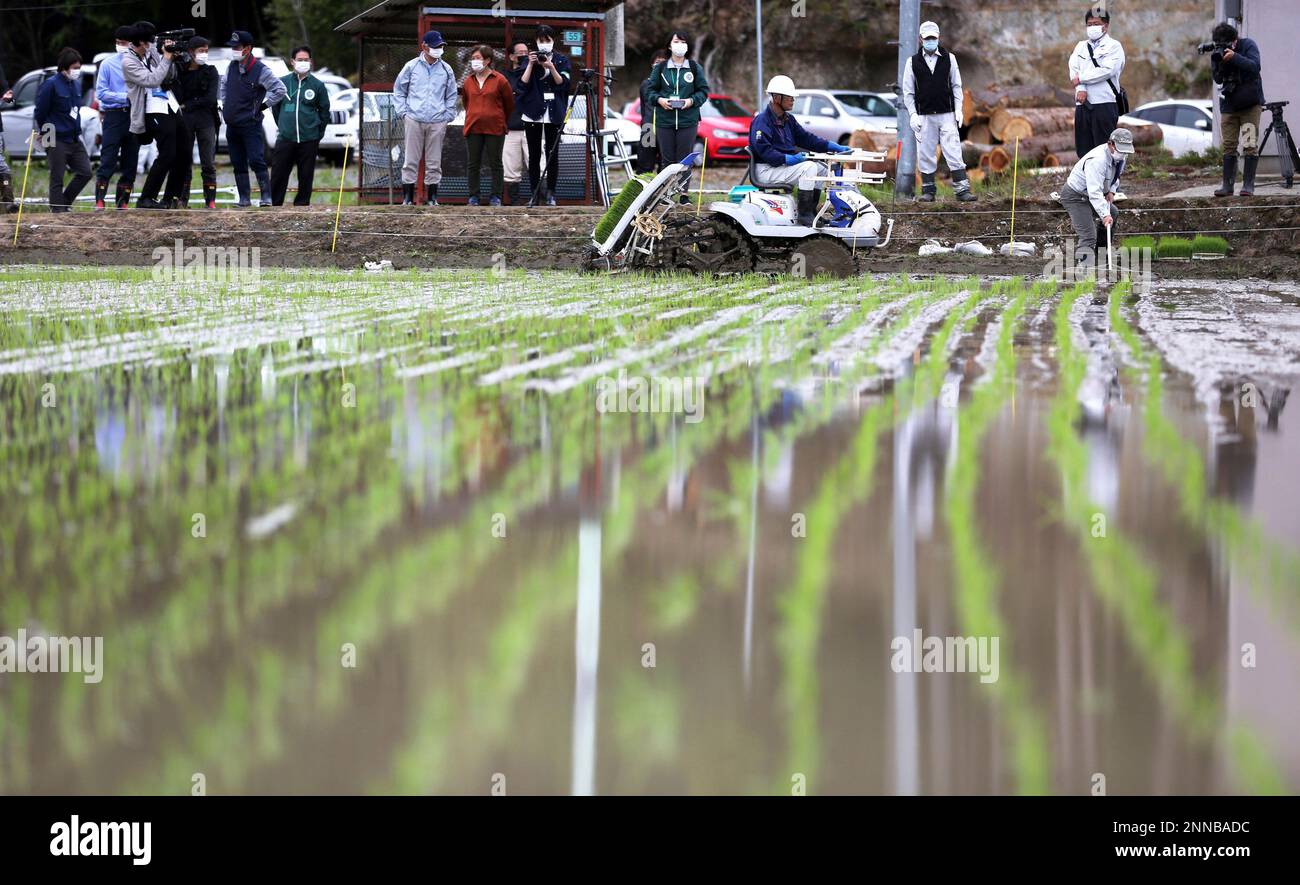 First rice planting since the nuclear disaster in FutabaRice planting ...