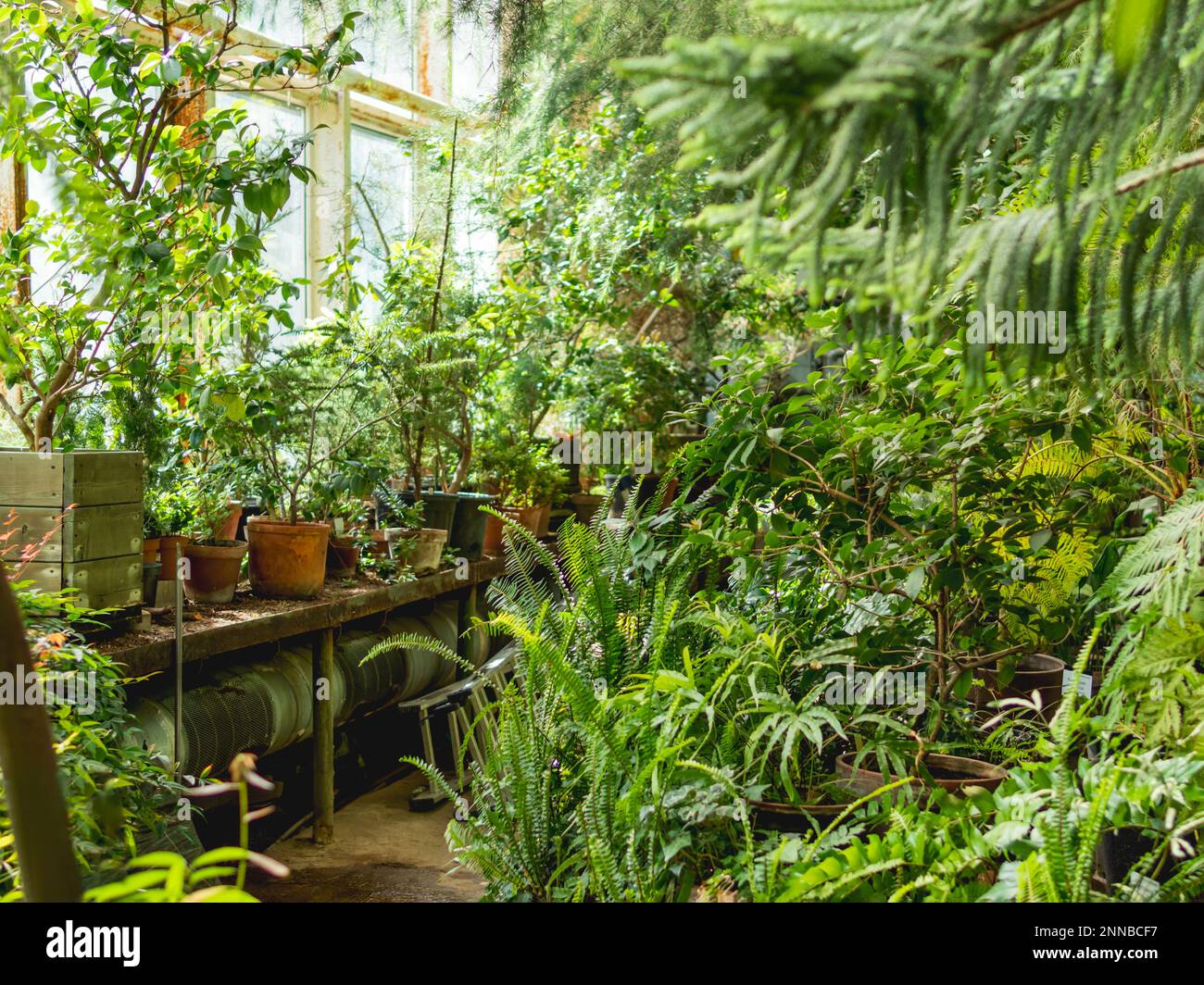 Seedlings and grown plants in flower pots in greenhouse. Botanist ...