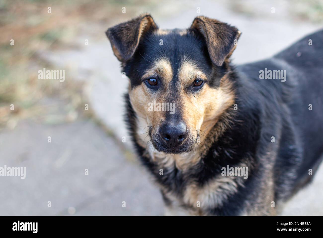 yard big dog close-up Stock Photo - Alamy