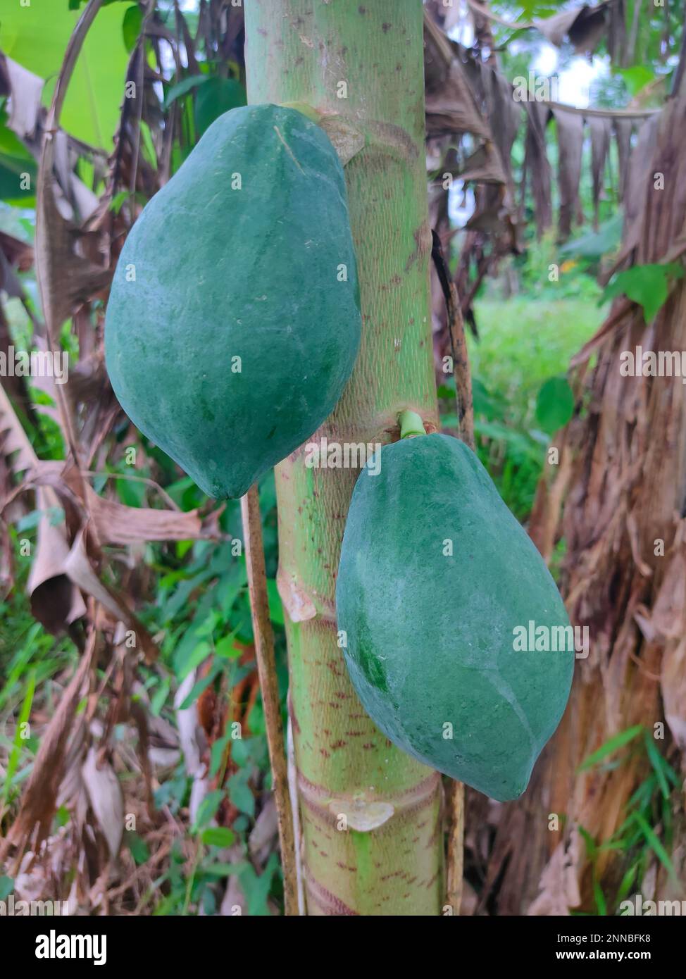 Papaya tree with young papaya fruit in the garden Stock Photo - Alamy