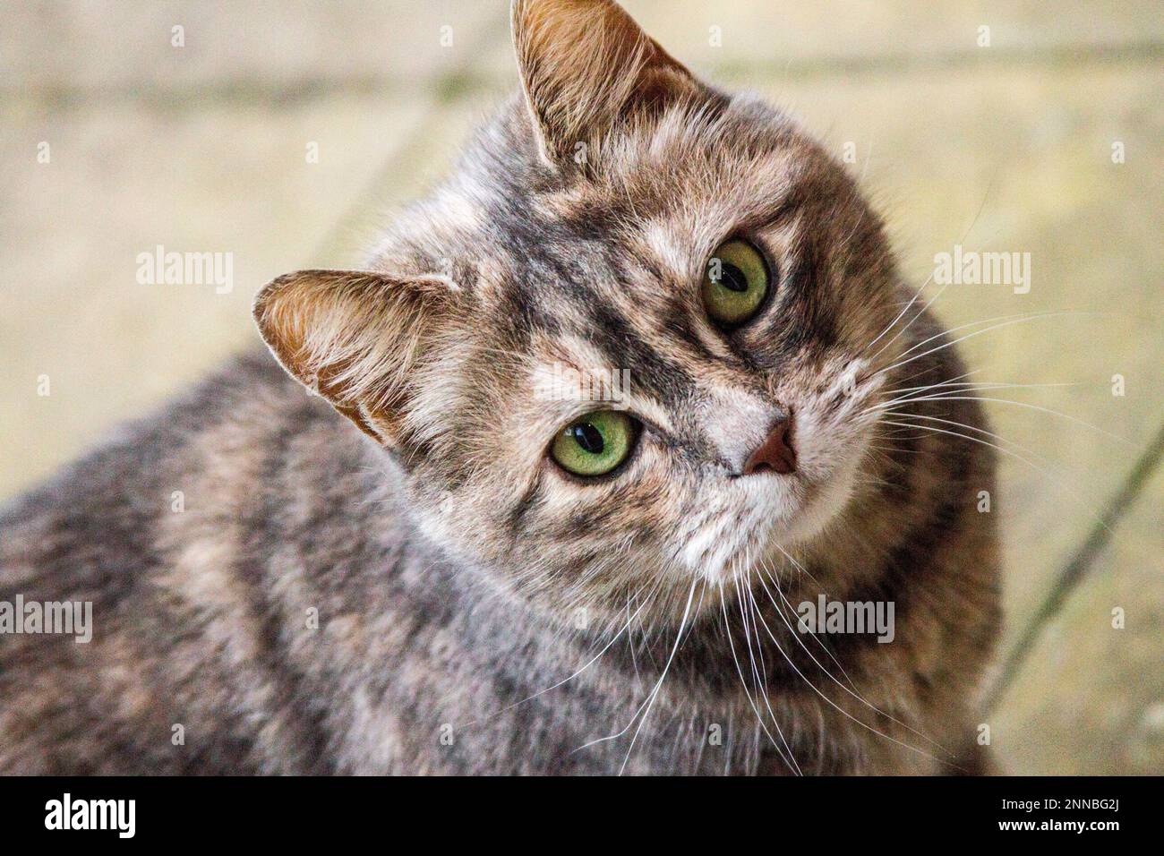 Cute queen cat hi-res stock photography and images - Alamy