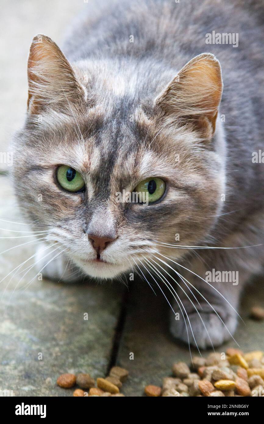 Cute queen cat hi-res stock photography and images - Alamy
