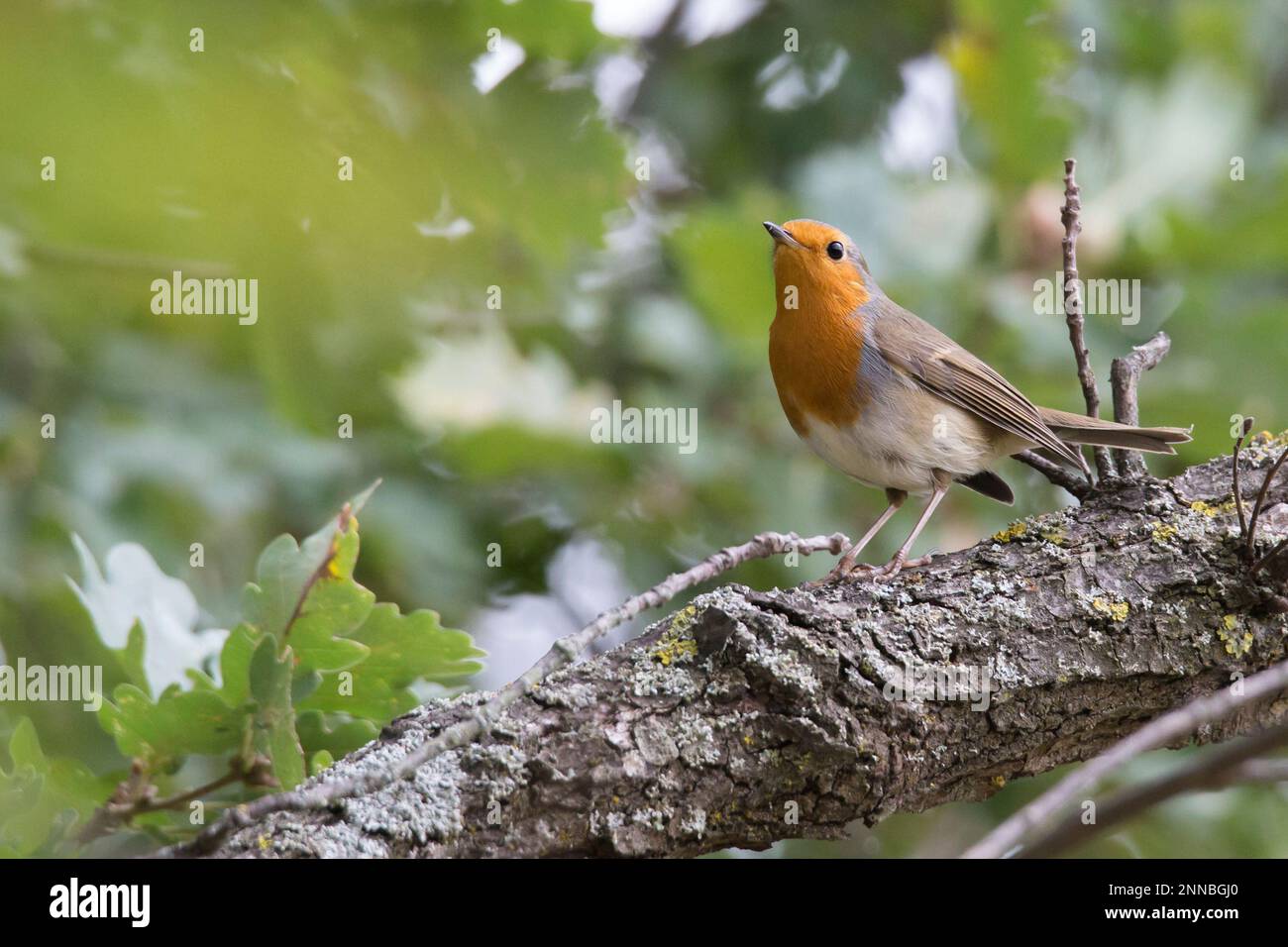 Birds of Italy living in freedom Stock Photo - Alamy
