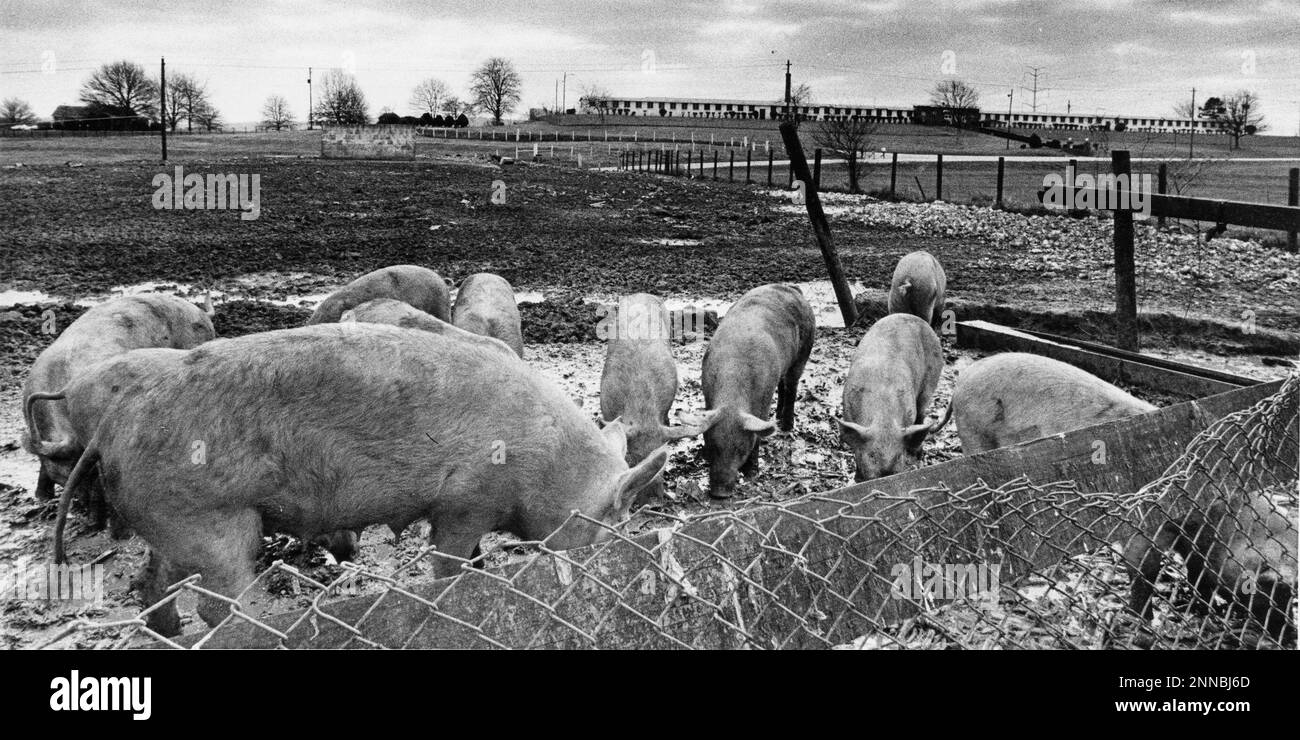 Livestock at the Atlanta Prison Farm, with the prison facilities in the ...