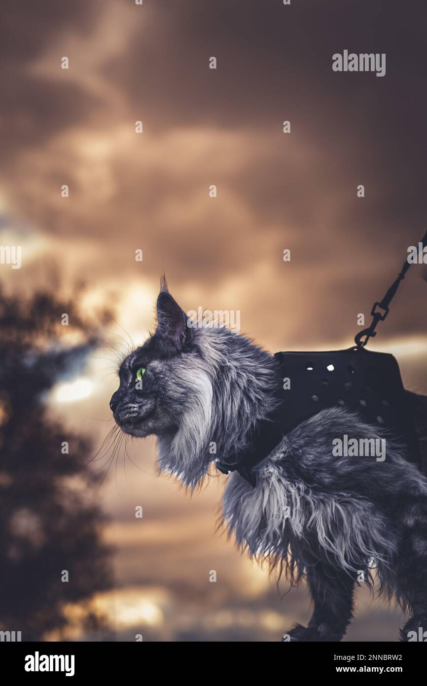 Maince Coon Cat Portraits Stock Photo - Alamy