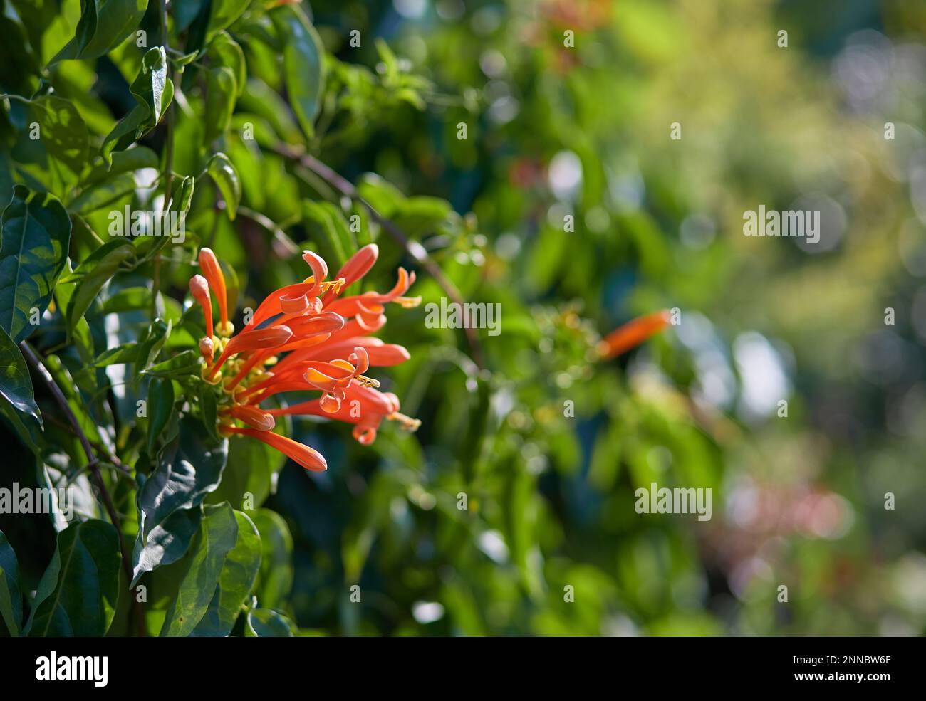 The bunch of orange color Pyrostegia venusta flowers Stock Photo - Alamy