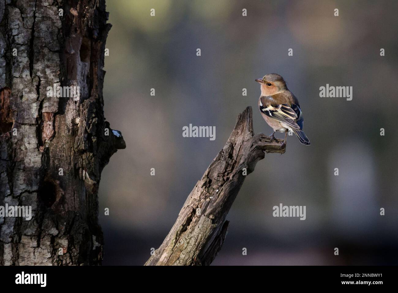 Birds of Italy living in freedom Stock Photo - Alamy