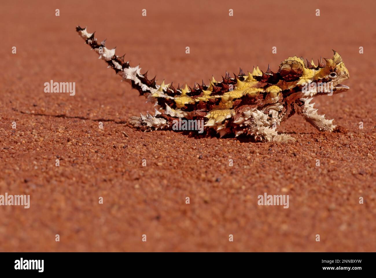 The thorny devil (Moloch horridus), also known commonly as the mountain ...