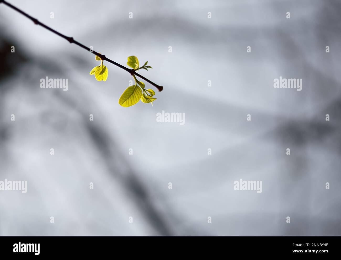 Small young leaves hi-res stock photography and images - Alamy