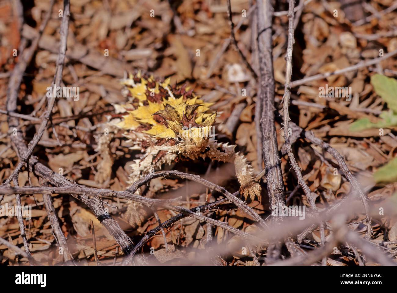 The thorny devil (Moloch horridus), also known commonly as the mountain ...