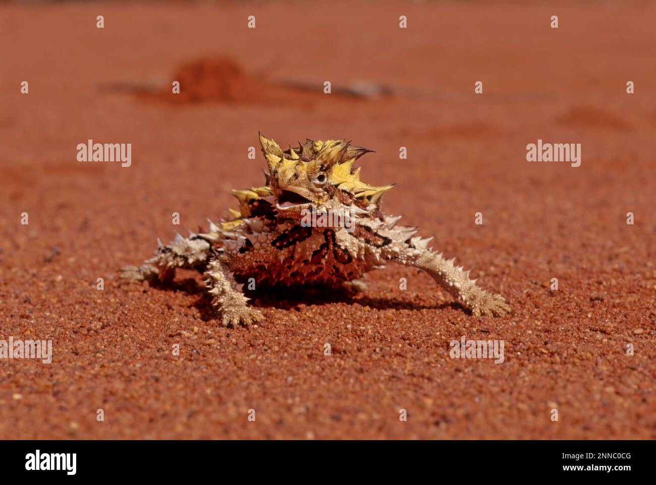 The thorny devil (Moloch horridus), also known commonly as the mountain ...