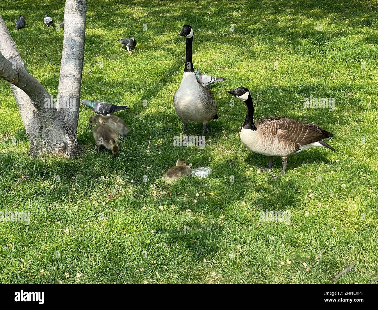 Photo by: STRF/STAR MAX/IPx 2021 5/15/21 Geese with their goslings are ...
