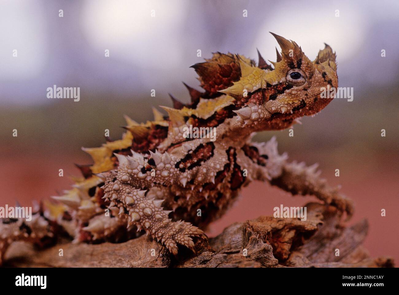 Thorny Devil Thorny Devil No Base Plate Sculpture & Statue