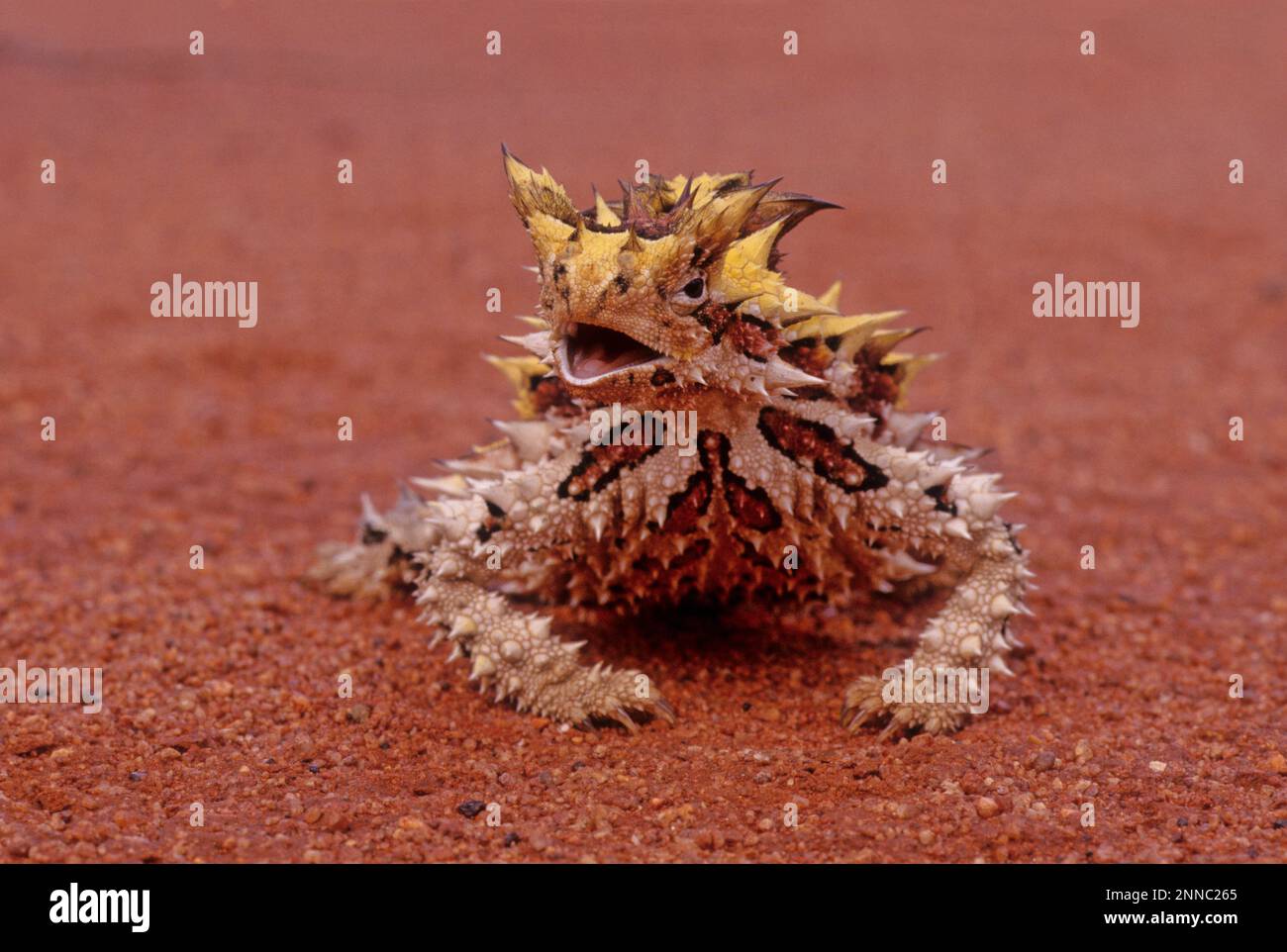 The thorny devil (Moloch horridus), also known commonly as the mountain ...