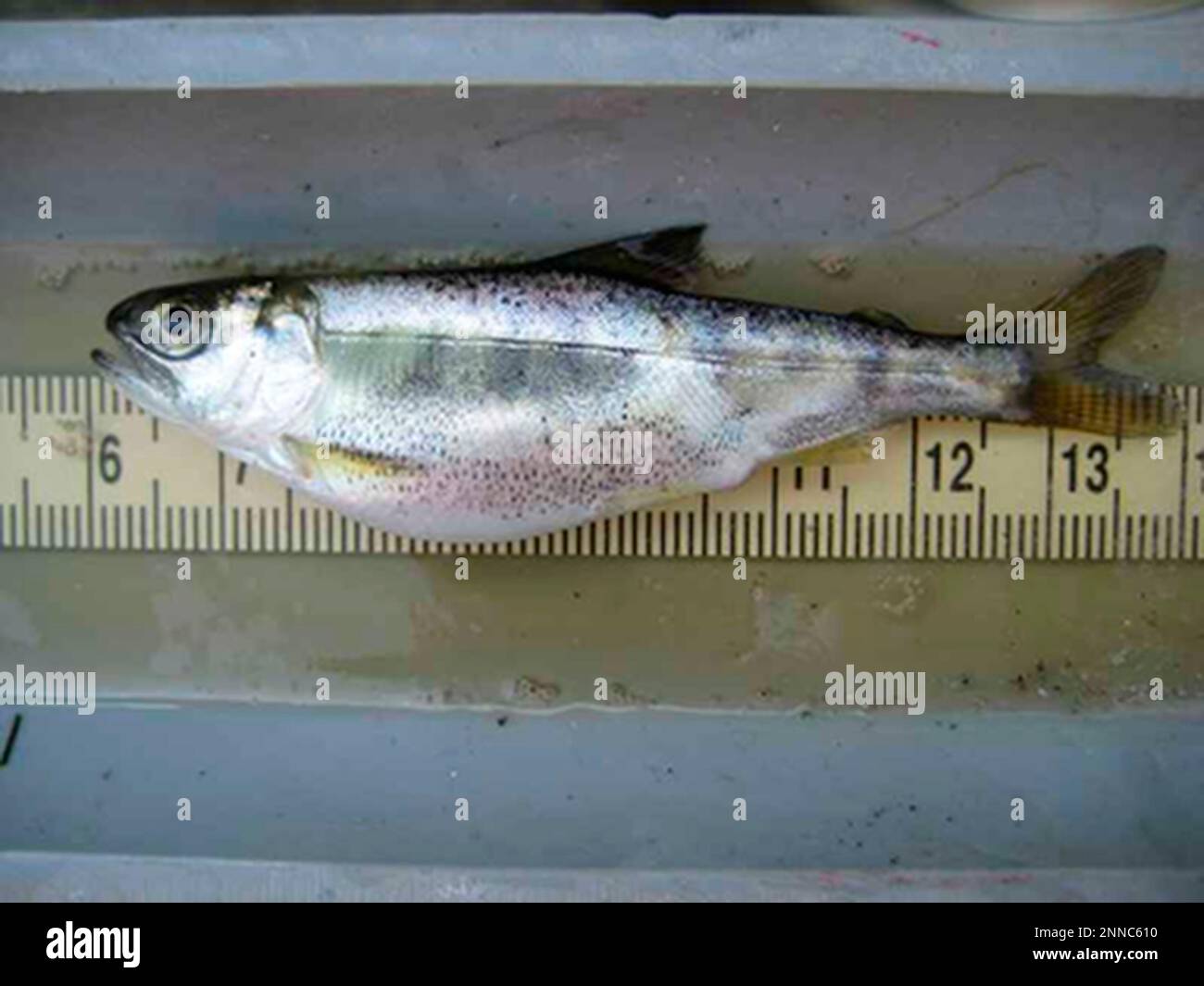 This July 2019, photo release by the U.S. Fish and Wildlife Service ...