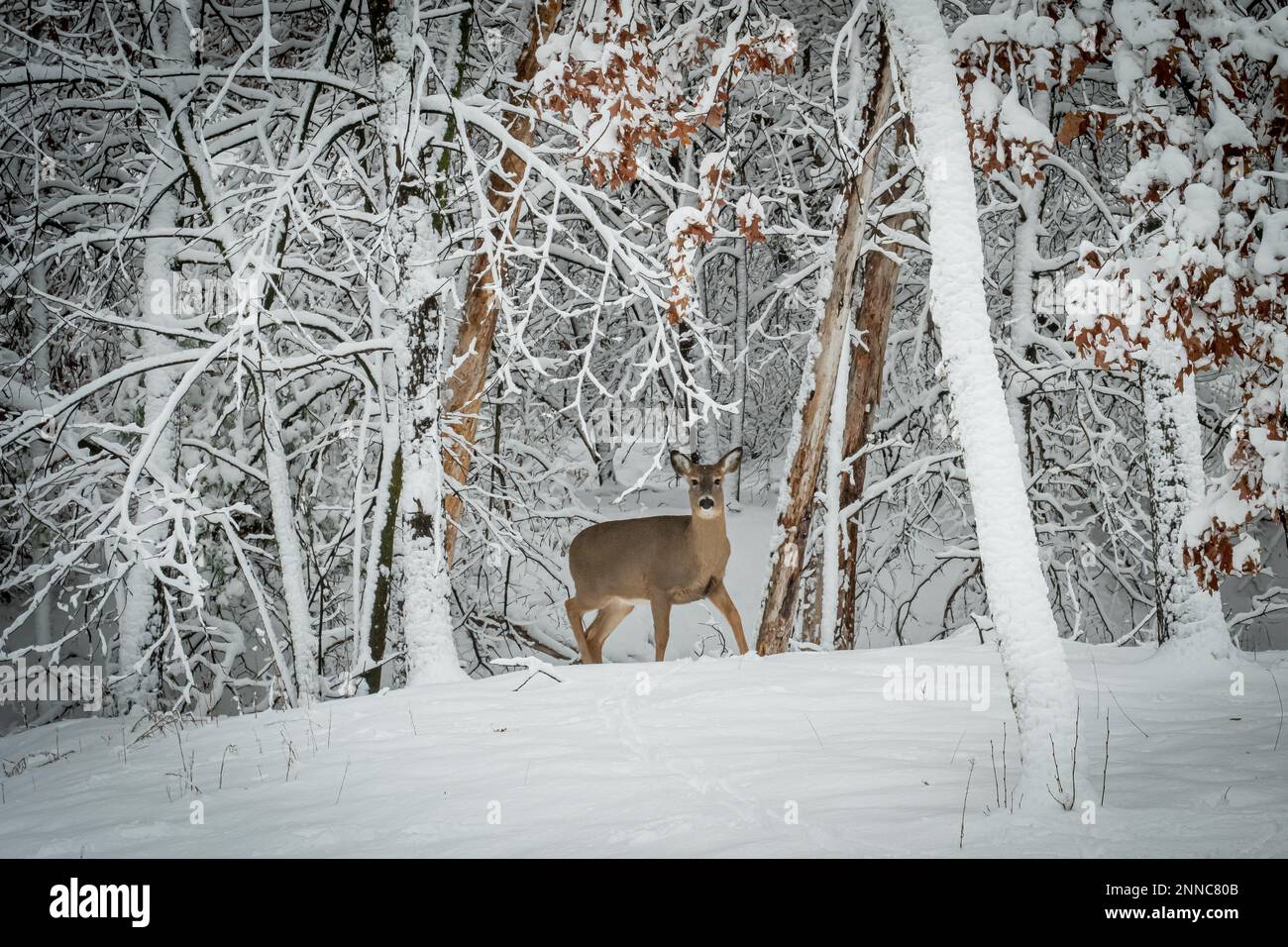White tailed deer doe in snow cautiously approaches an opening in a ...