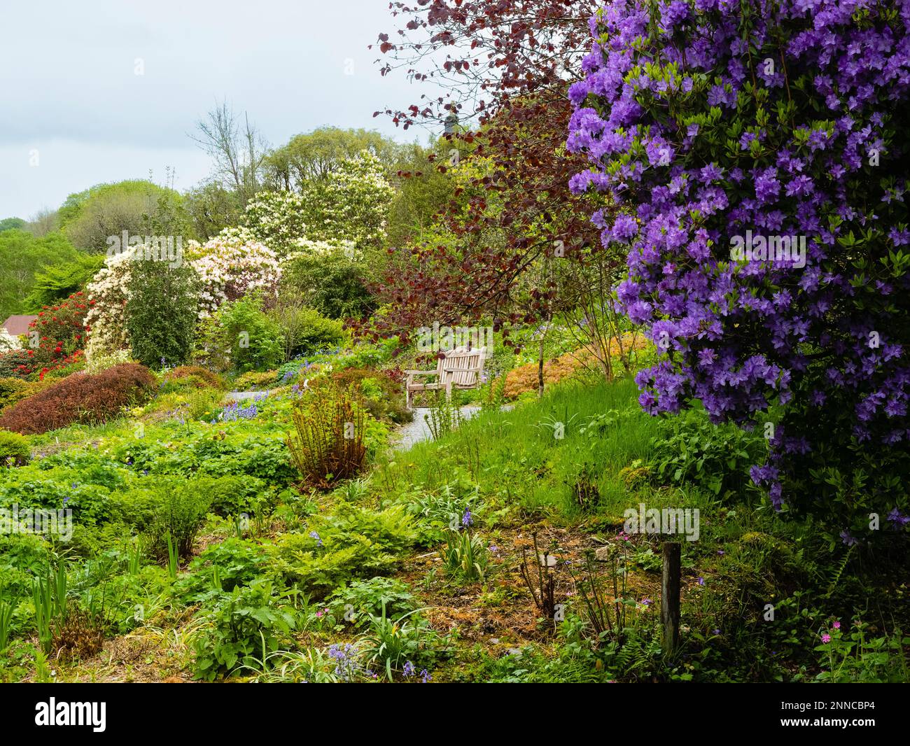 April view across the Bulb Meadow at The Garden House, Buckland ...