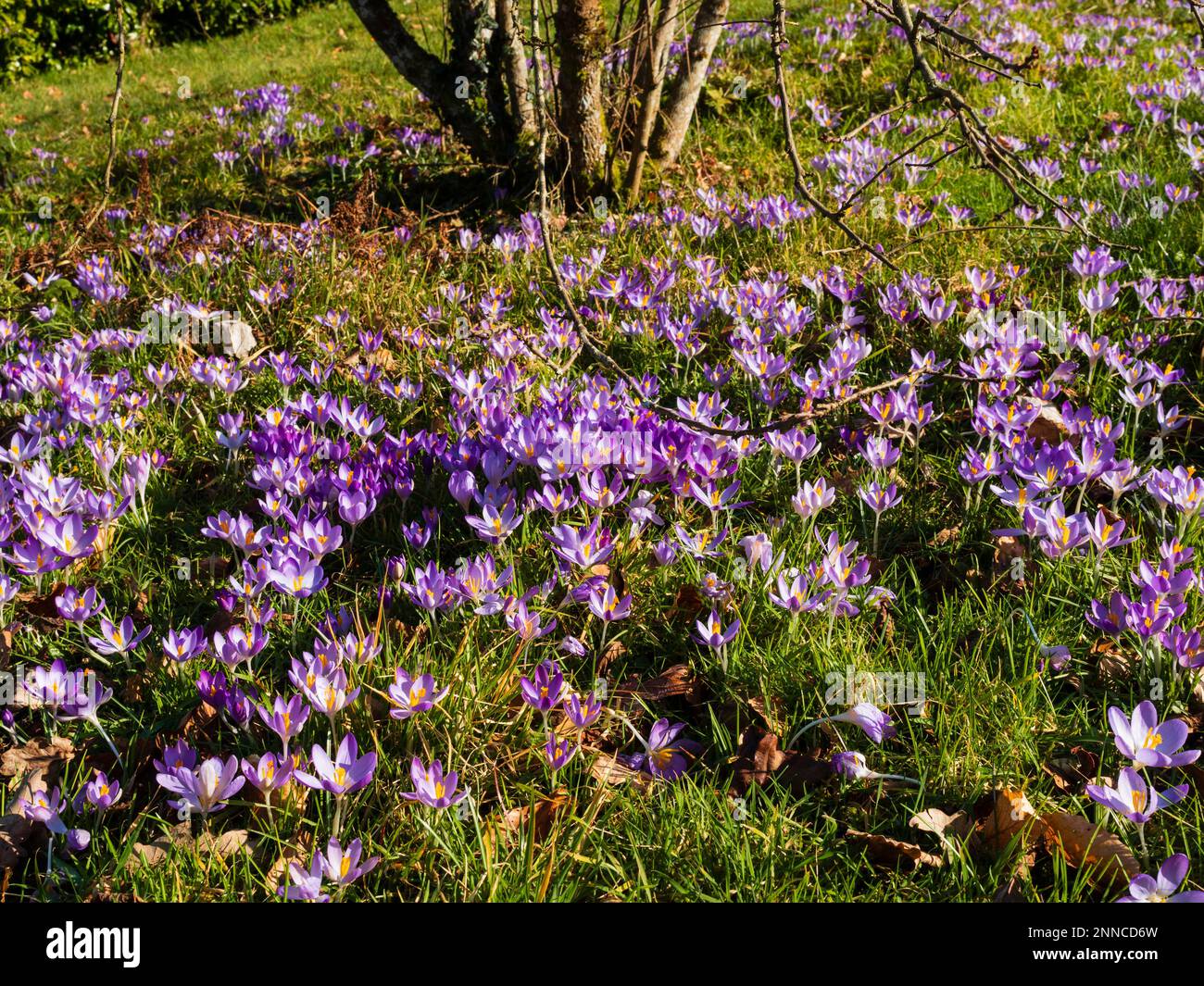 Crocus lawn hi-res stock photography and images - Alamy