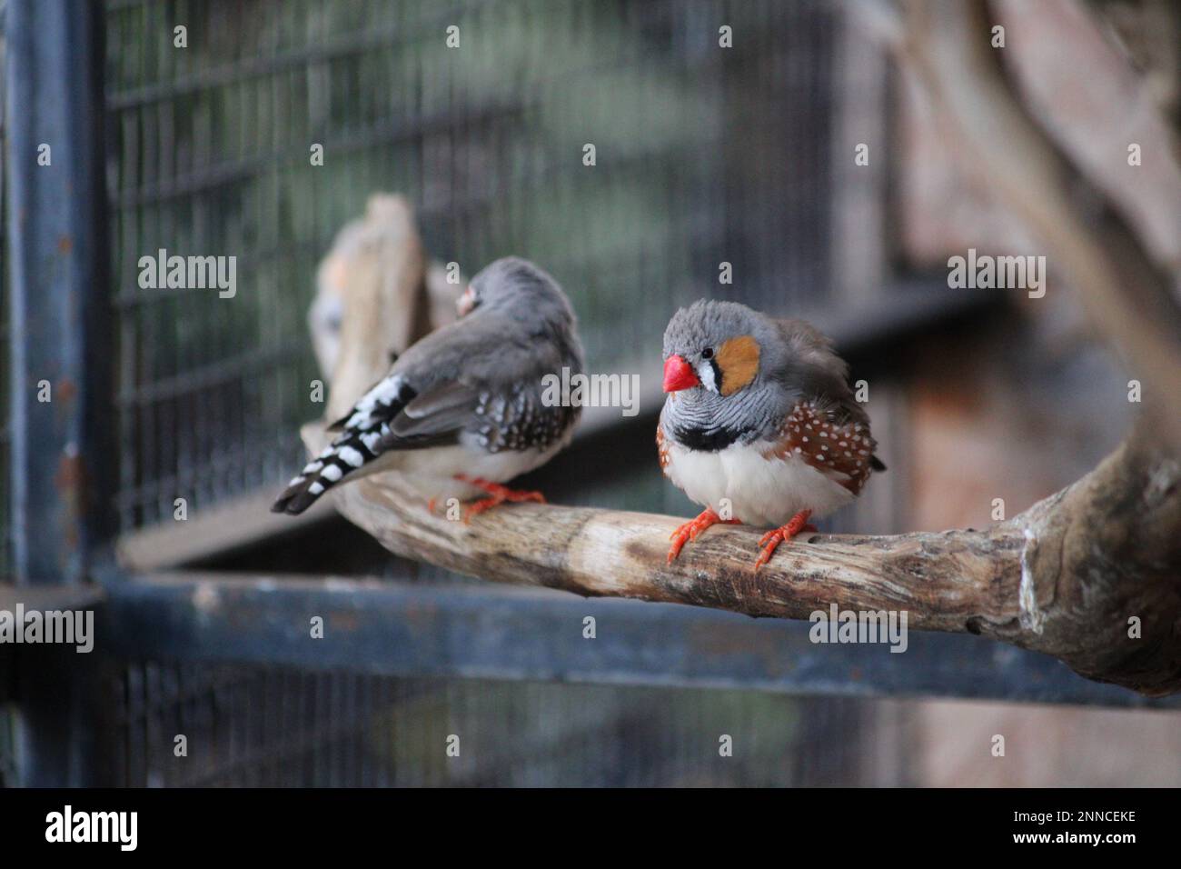 Zebra finches hi-res stock photography and images - Alamy