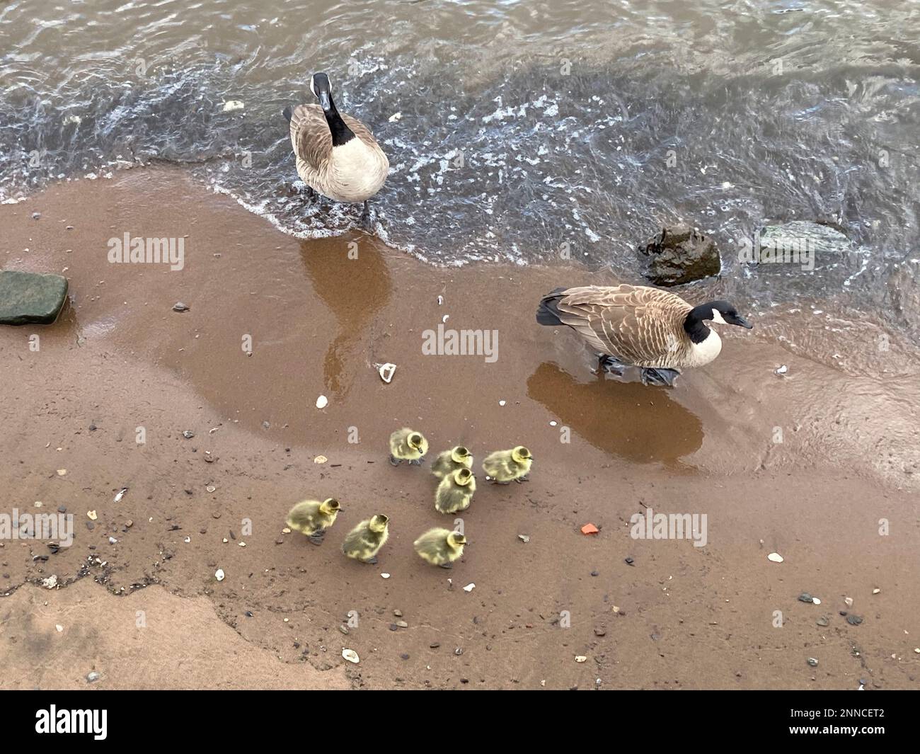 Photo by: STRF/STAR MAX/IPx 2021 5/12/21 Geese with their goslings are ...