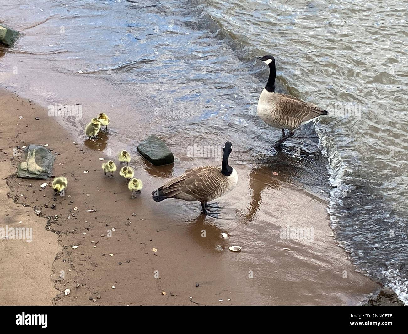 Photo by: STRF/STAR MAX/IPx 2021 5/12/21 Geese with their goslings are ...