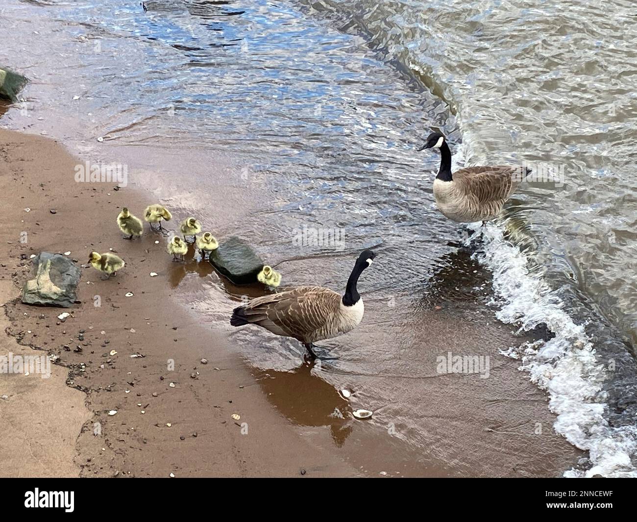 Photo by: STRF/STAR MAX/IPx 2021 5/12/21 Geese with their goslings are ...