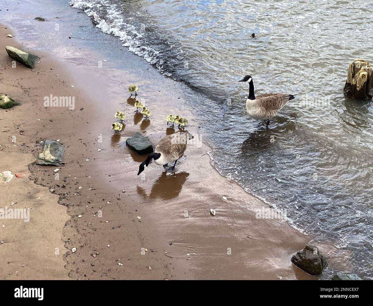 Photo by: STRF/STAR MAX/IPx 2021 5/12/21 Geese with their goslings are ...