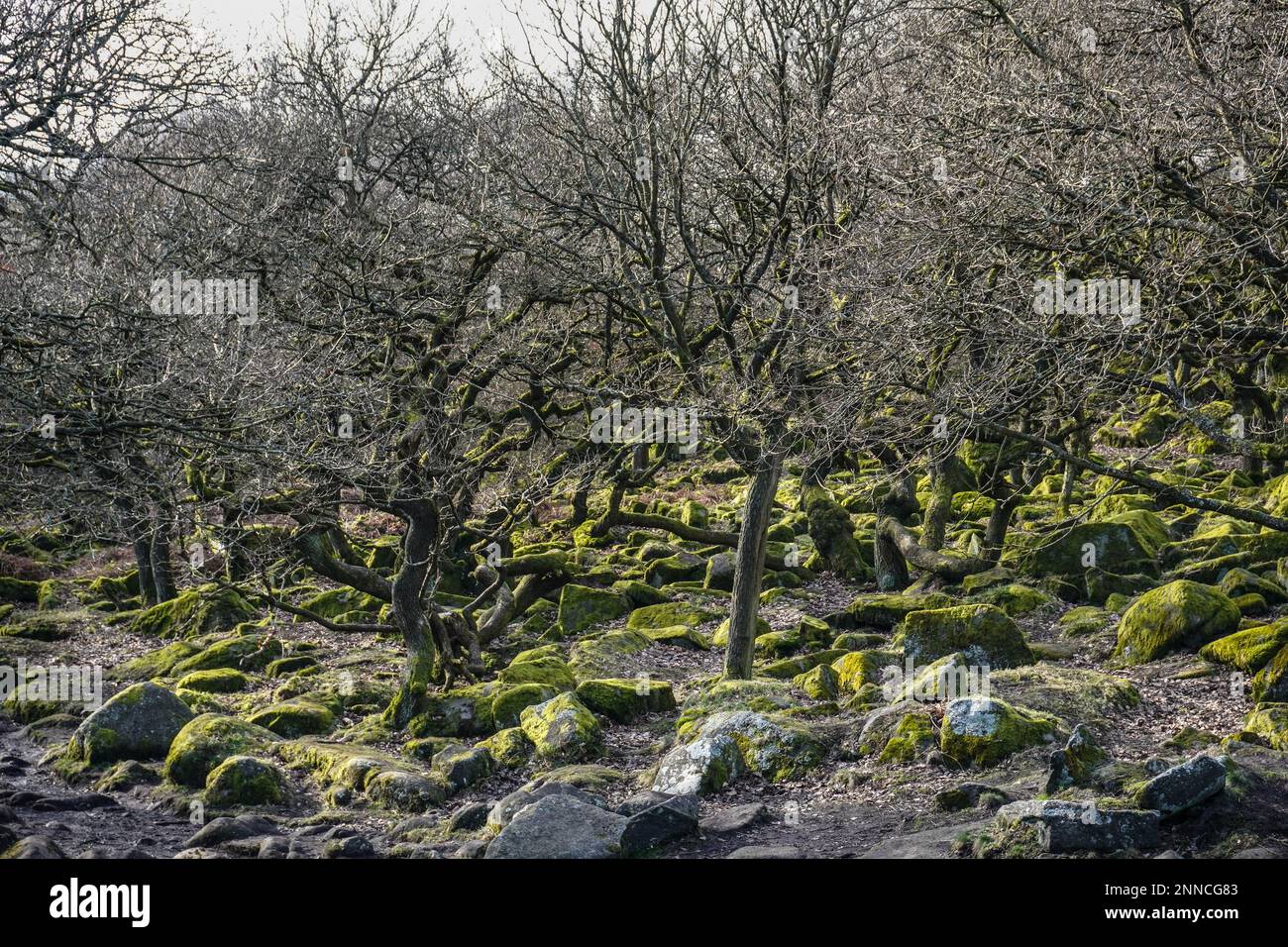 Rocky landscape with trees Stock Photo - Alamy