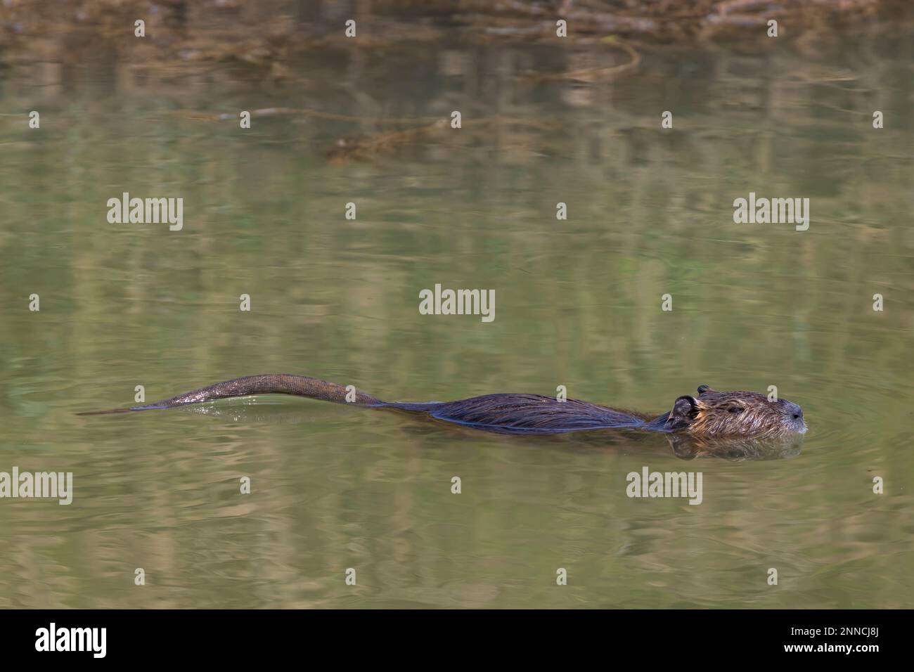 nutria swimming in water,Tuscany, Italy Stock Photo - Alamy