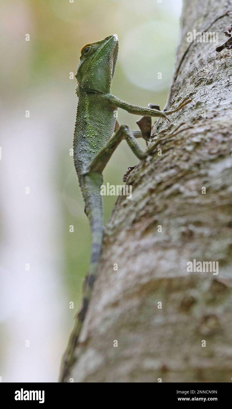 A picture taken on March 25, 2020 shows Okinawa tree lizard in Kunigami ...