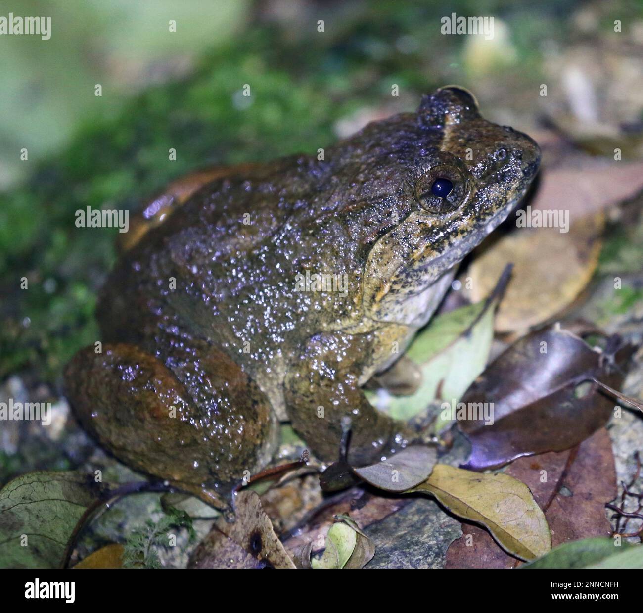 A picture taken on March 26, 2020 shows a Namiye's frog in Kunigami-son ...