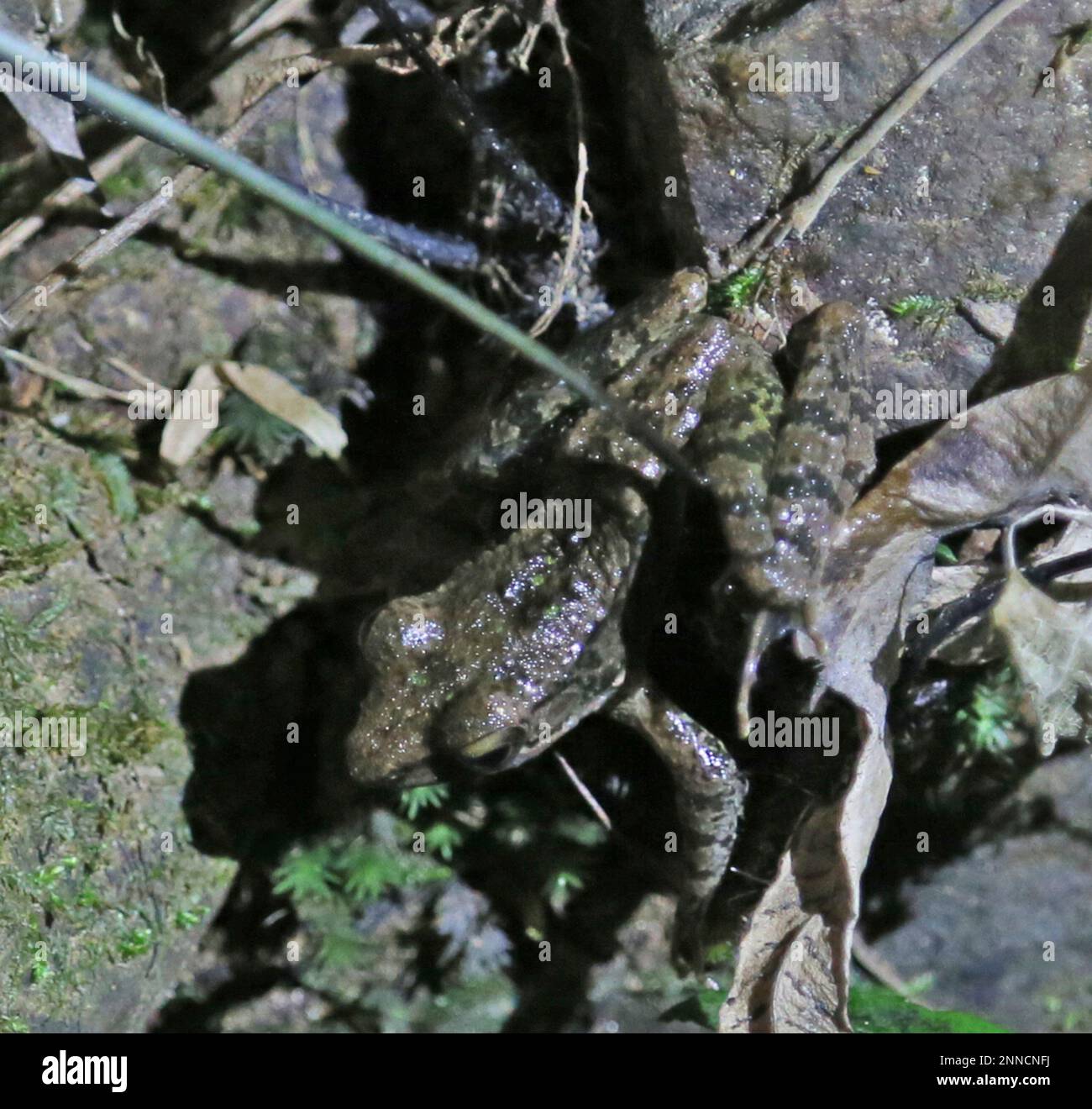 A picture taken on March 25, 2020 shows a Namiye's frog in Kunigami-son ...